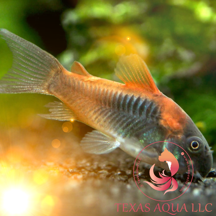 VENEZUELAN CORY – Texas Aqua LLC