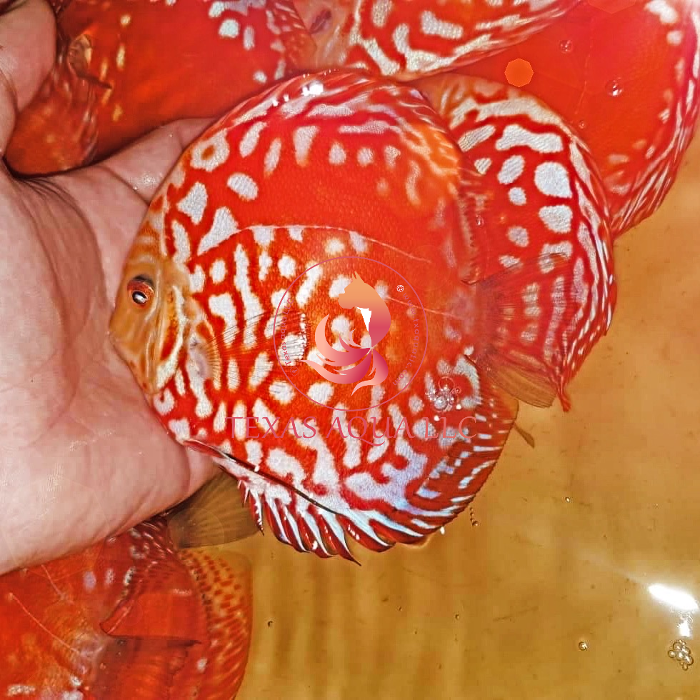 RED PANDA – Texas Aqua LLC