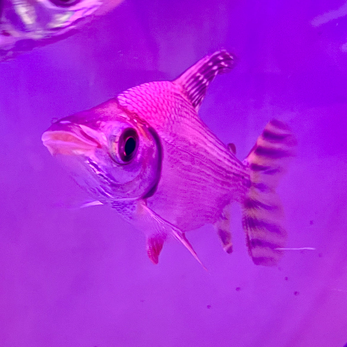 FLAG TAIL – Texas Aqua LLC