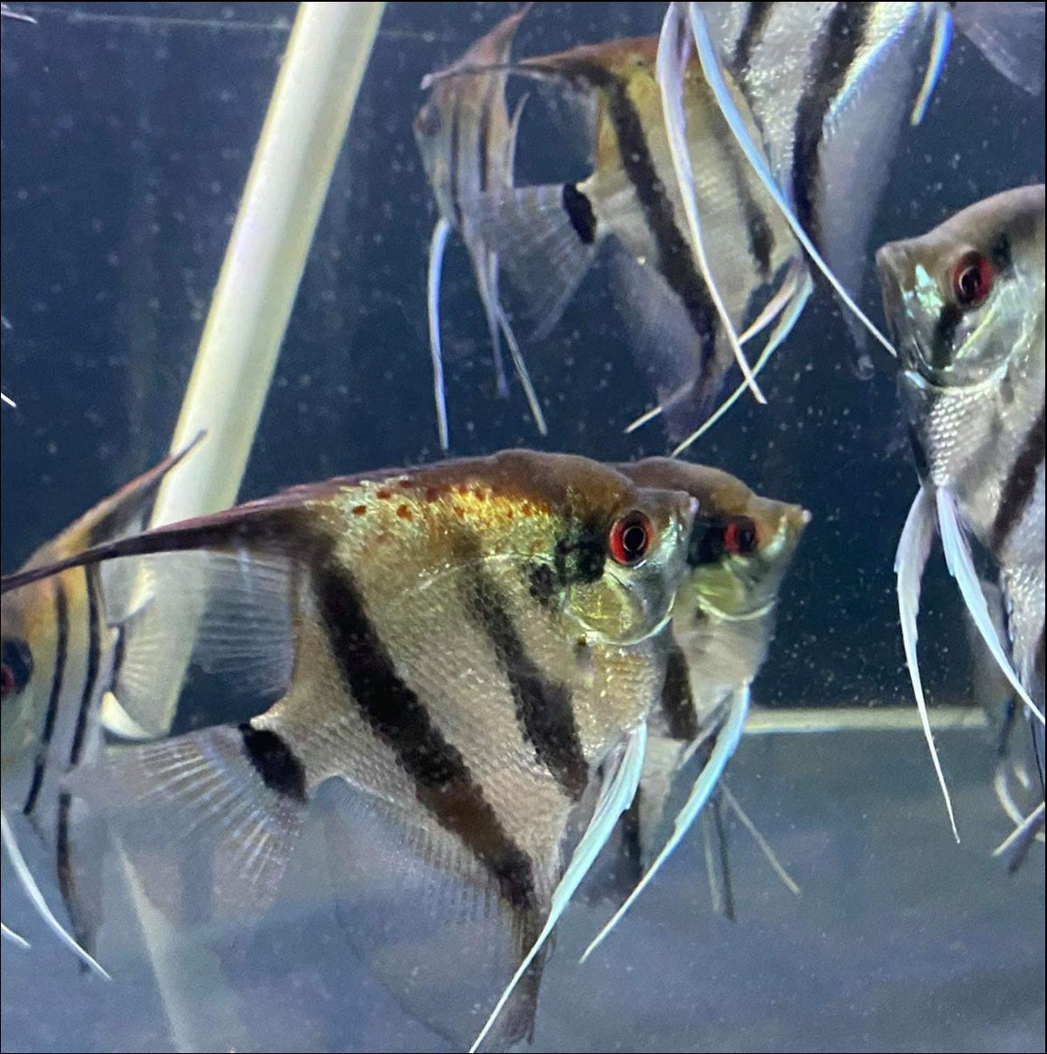Texas Aqua | Fish Store in Houston, TX for Aqua Enthusiasts – Texas ...