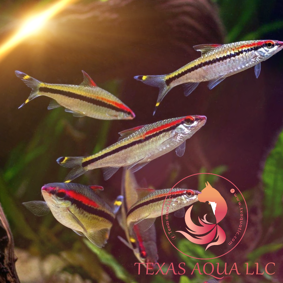 ROSELINE SHARK – Texas Aqua LLC