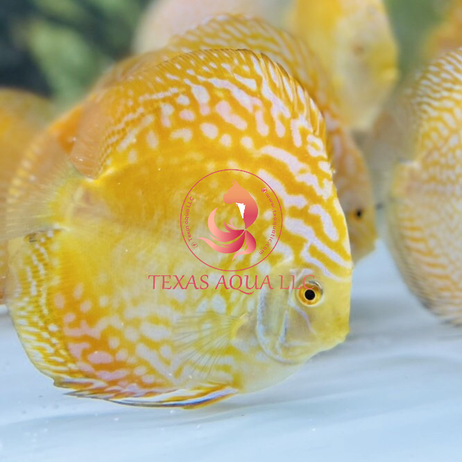 Texas Aqua | Top Fish Store for Aqua Enthusiasts Online and in Houston ...